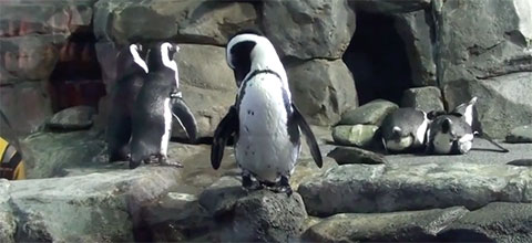 Stinque » Pestorking Penguins!